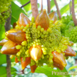 Kesusu,Prainea limpato | Ukey Seeds&Plants Online store