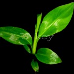 Musa Hemp ‘Borneo’,Musa textilis | Ukey Seeds&Plants Online store