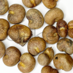 Madagascar Baobab,Adansonia madagascariensis | Ukey Seeds&Plants Online ...