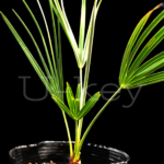 Mexican Dwarf Blue Palm,Brahea decumbens | Ukey Seeds&Plants Online store