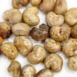 Australia Baobab,Adansonia gregorii | Ukey Seeds&Plants Online store