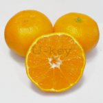Katayama-wase,Citrus unshu | Ukey Seeds&Plants Online store